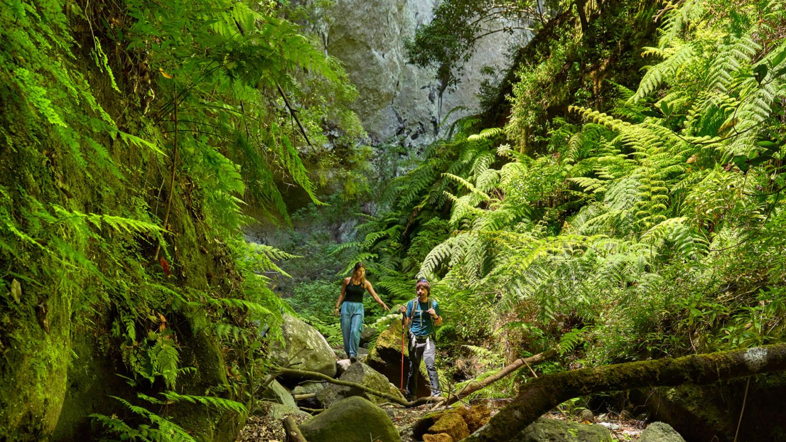 Los Tilos Logo Forest Of Los Tilos | TripsPoint